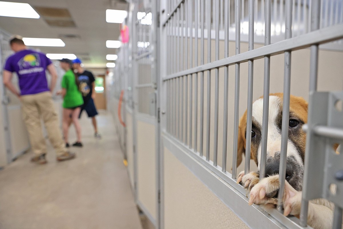 ‘Overwhelmed’ Little Rock Animal Village waives adoption fees for 2 ...