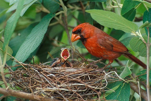 MU Extension, MDC to host birding event in Williamsburg | Fulton Sun