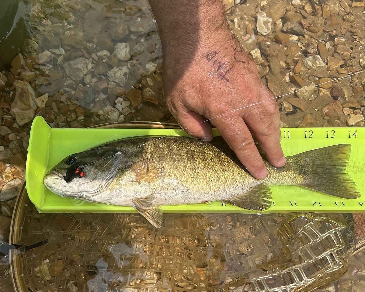 Devices affirm fish sizes, weights | Northwest Arkansas Democrat-Gazette