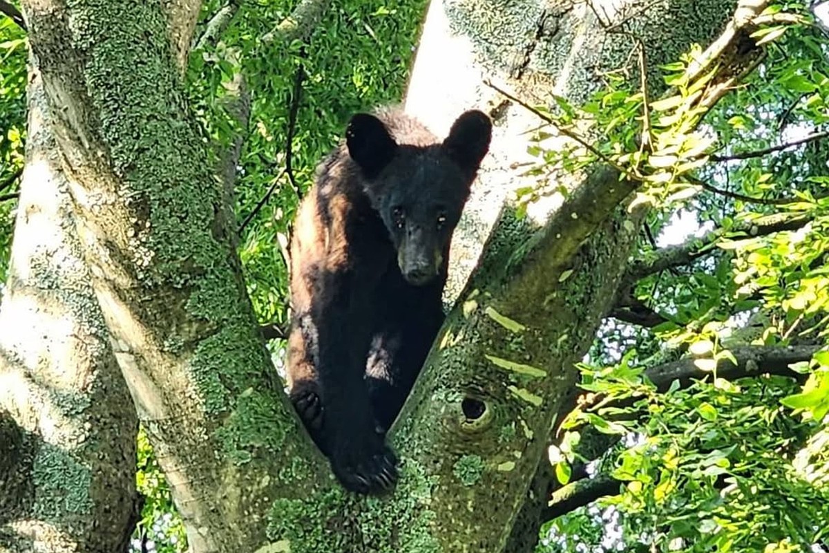 Bear cub captured after taking refuge in tree near Conway intersection ...