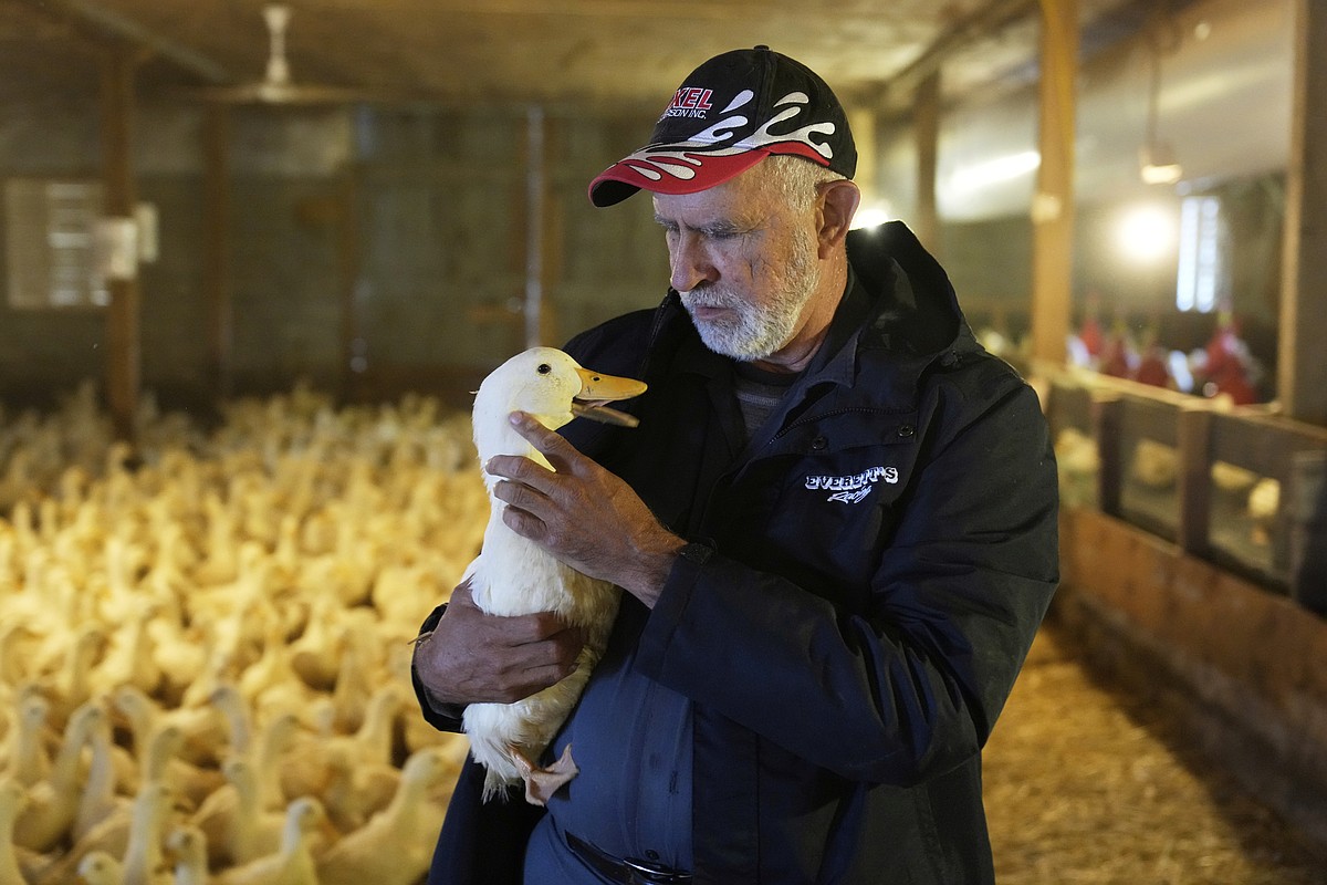 Ducks return to a Long Island farm that lost its entire flock to the ...