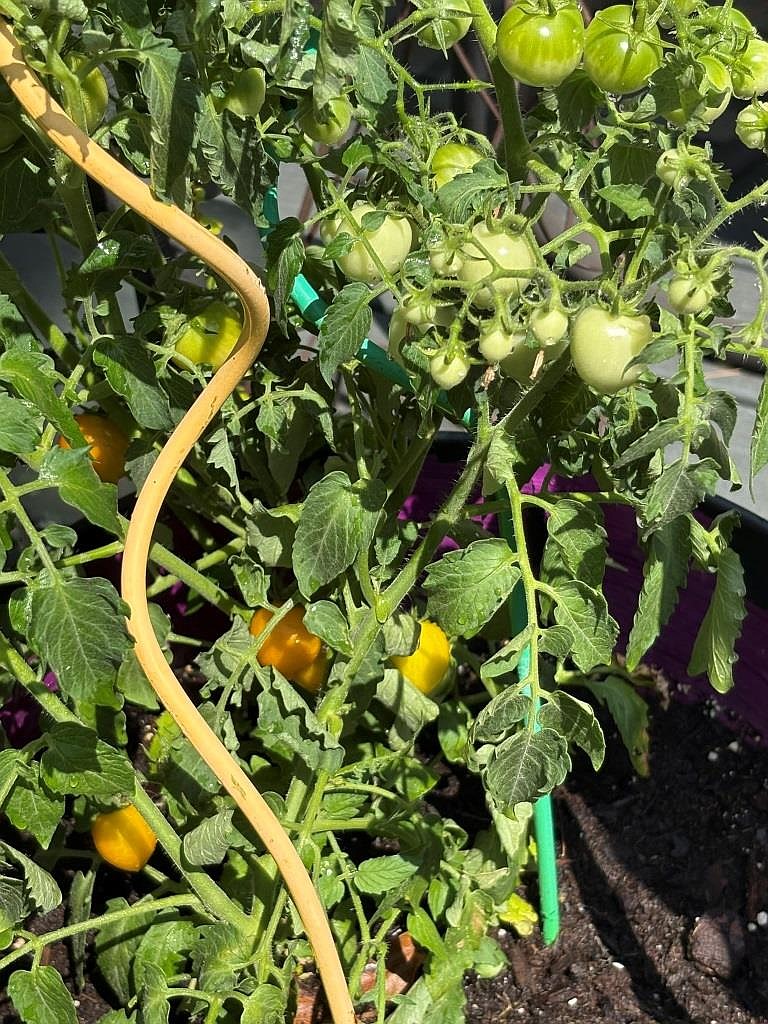 Ball Horticulture | The Arkansas Democrat-Gazette - Arkansas' Best News ...