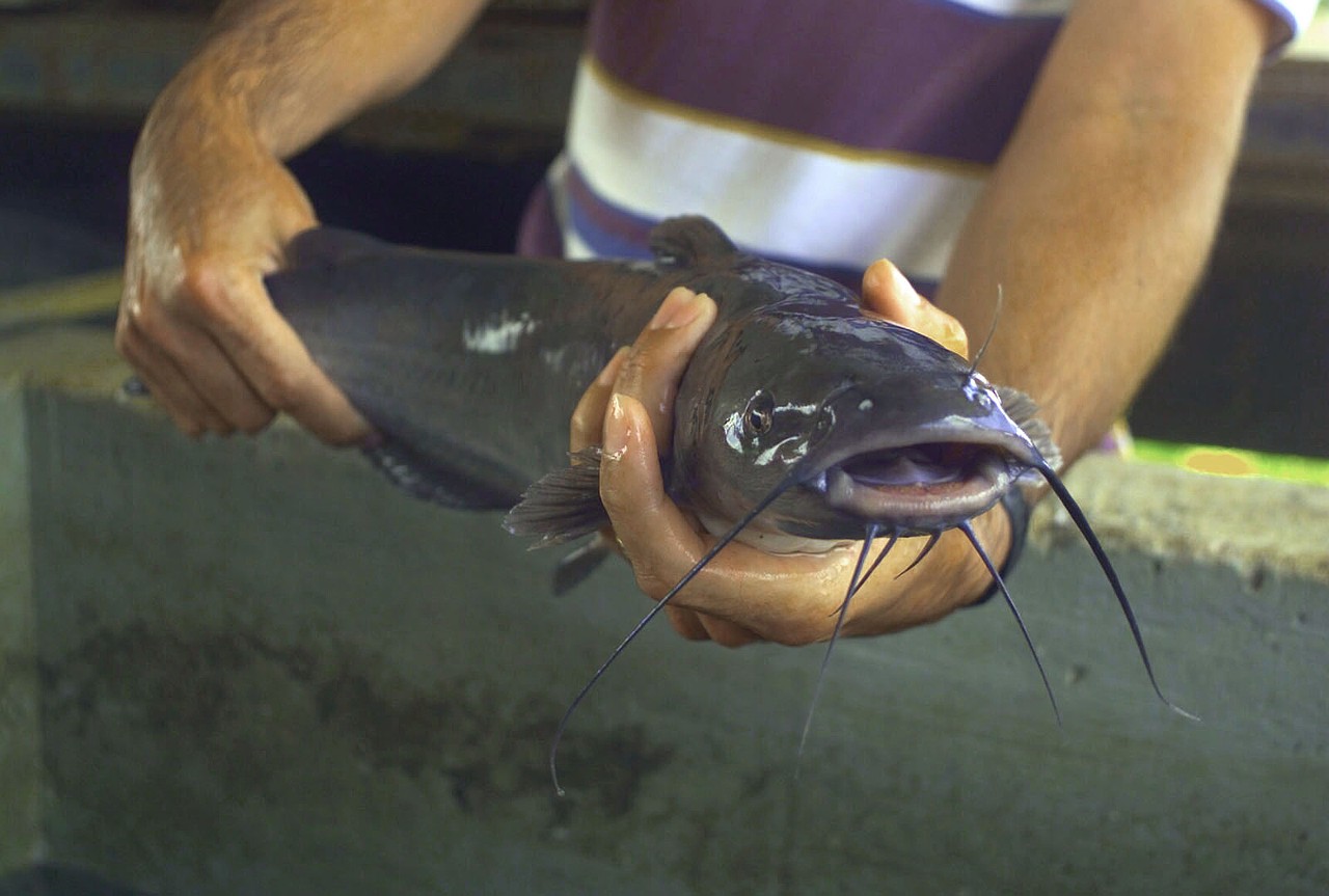 Case: When I said your catfish bait stinks, that was a compliment ...