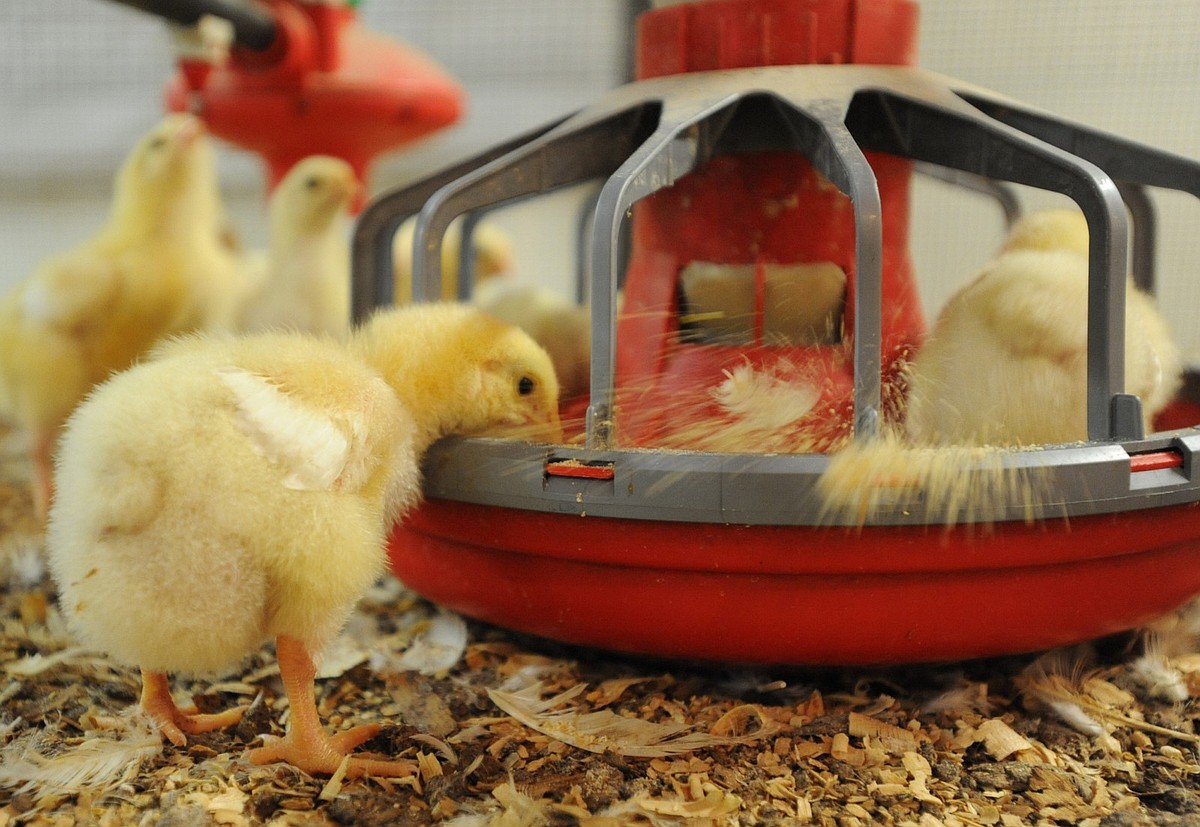 UA poultry researchers studying calcium efficiency, digestibility in ...