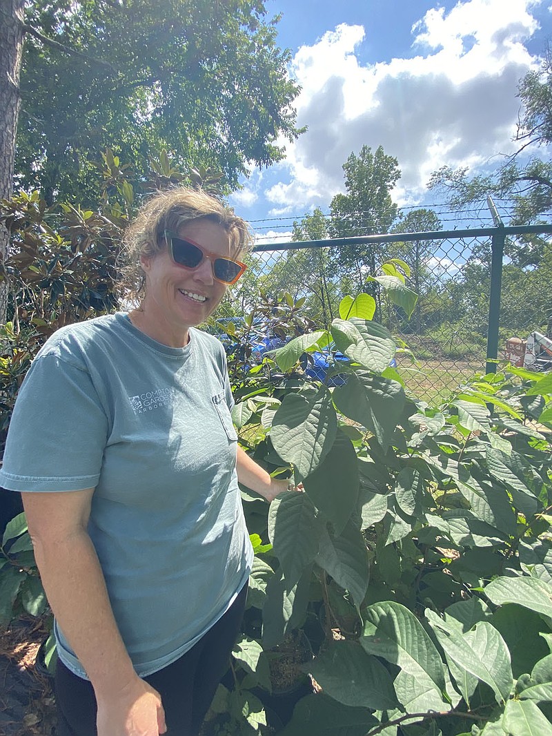 ‘Way down yonder in the paw paw patch’ | Northwest Arkansas Democrat ...