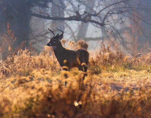 Deer season is here; here’s how non-hunters can stay safe | Fulton Sun
