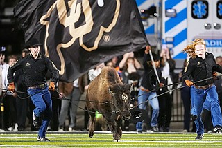 Colorado’s live mascot Ralphie VII earns nickname ‘Brandy’ after ...