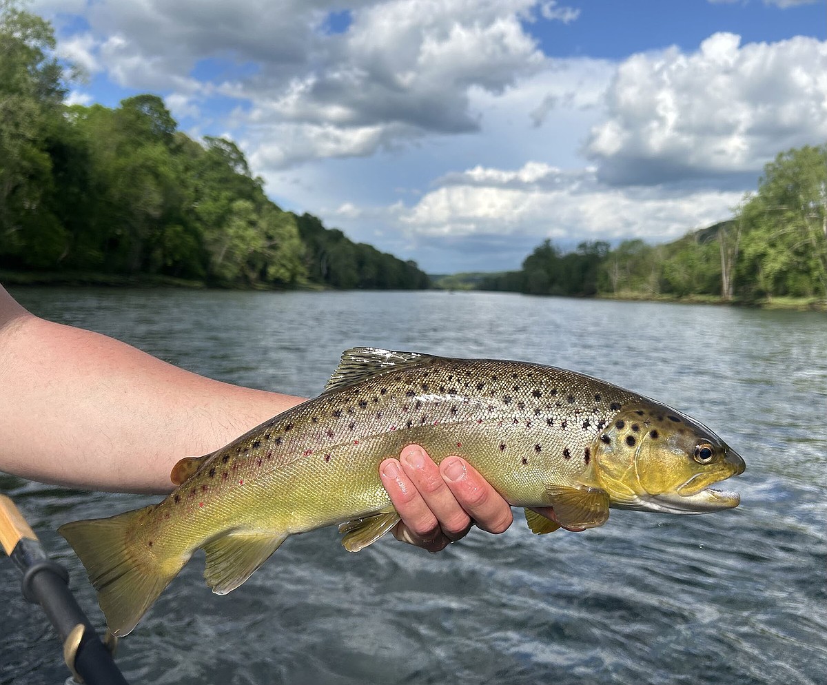 Arkansas Game and Fish Commission passes emergency catch-and-release ...