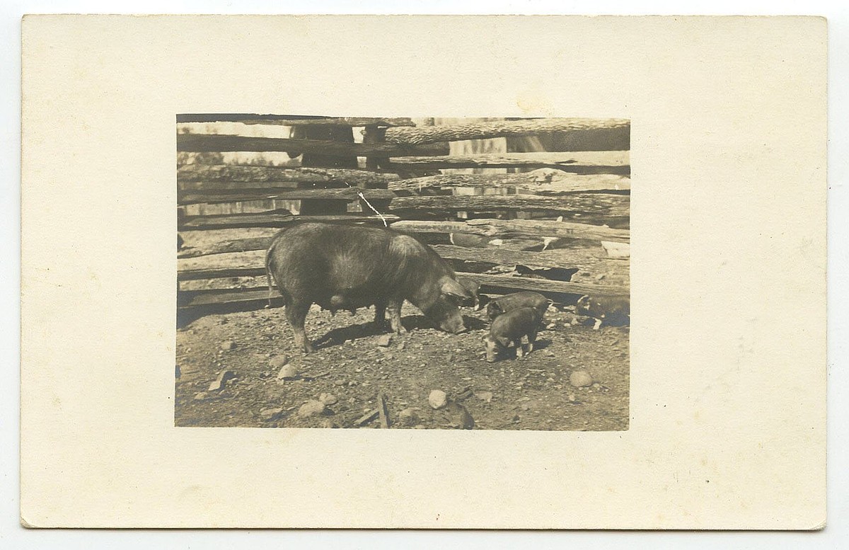Arkansas Postcard Past: Arkansas, circa 1910 | Northwest Arkansas ...