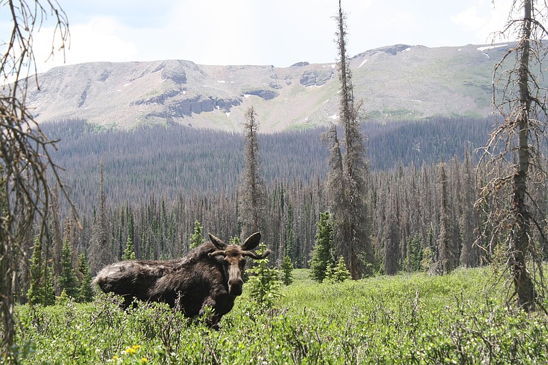 Outdoors: Idaho cowboy convicted in moose death | The Arkansas Democrat ...
