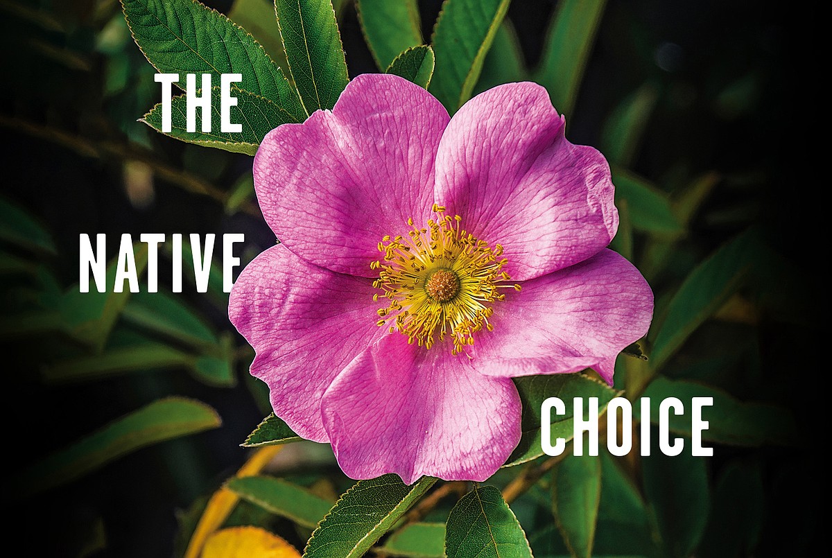 The Native Choice: Healthy ecosystems begin in our backyards ...