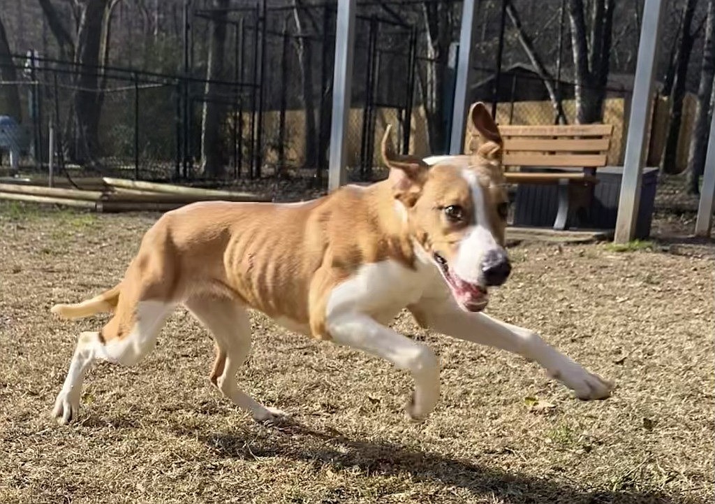 Pet of the week: Cannoli | Northwest Arkansas Democrat-Gazette