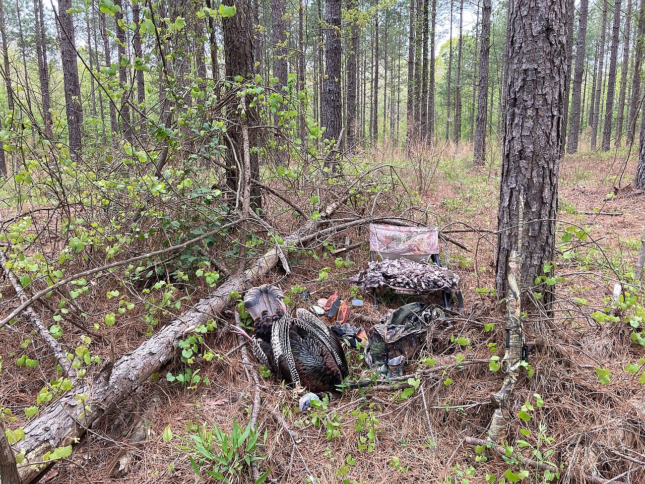 CONSERVATION: NWTF, USFS partnership helps wild turkeys | The Arkansas ...