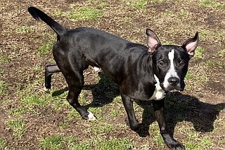 Pet of the week: Butch | The Arkansas Democrat-Gazette - Arkansas' Best ...