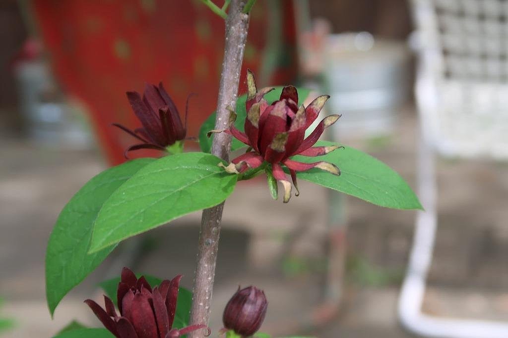 IN THE GARDEN: Calycanthus floridus, commonly called sweet shrub or ...