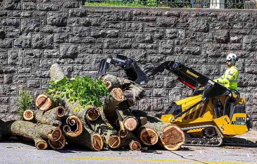 Contractors begin removing large tree from Woodland-Old City Cemetery ...