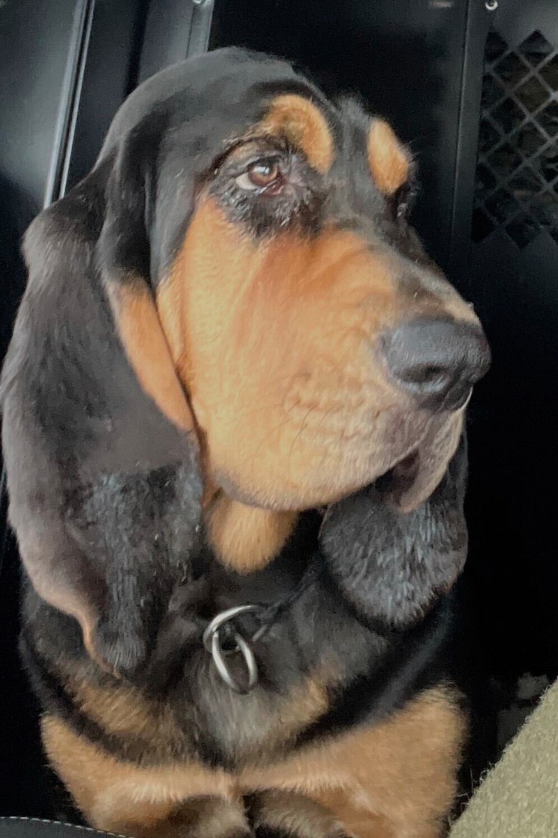 Bloodhounds hunting 'Devil in the Ozarks' fugitive are seen as key part ...