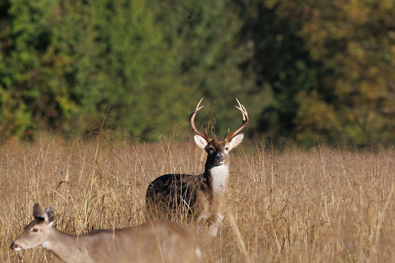 AGFC: Apply for a WMA Deer Permit Hunt by July | El Dorado News