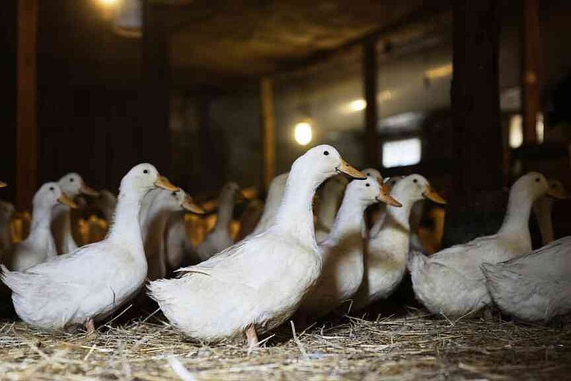Ducks return to Long Island farm that lost entire flock to bird flu ...