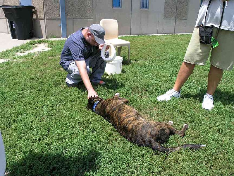 Puppies for Parole dog to find new home with elderly farming couple ...