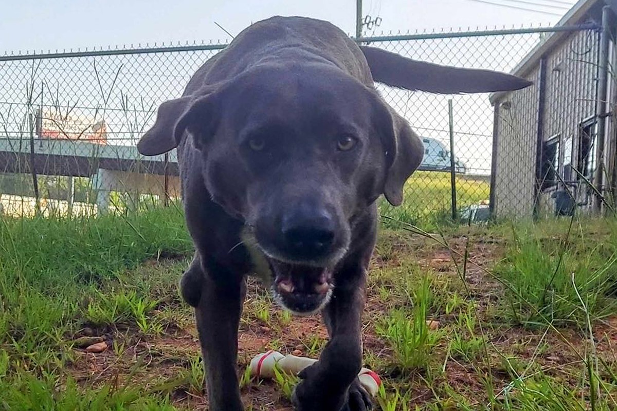 PET OF THE WEEK | Bindi | Texarkana Gazette