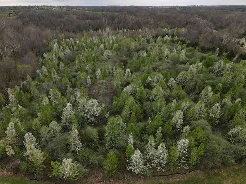 Missouri bans sale of Callery pear trees as researchers use AI to track ...