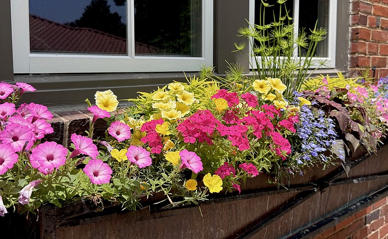 On Gardening: This new Bright Pink phlox is bringing a 'touch of Texas ...