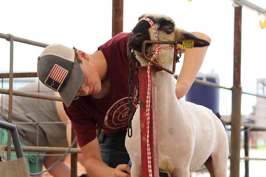 Sheep, hogs kick off youth livestock shows at Cole County Fair ...