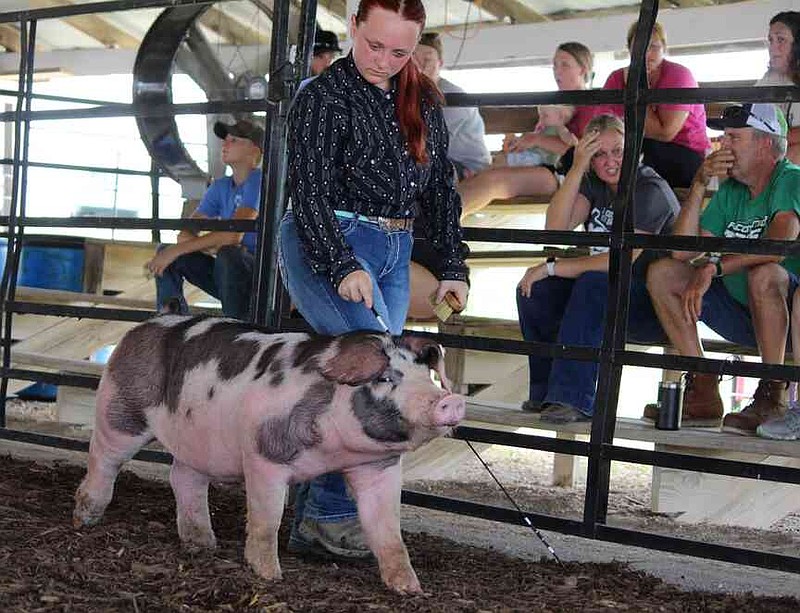 Sheep, hogs kick off youth livestock shows at Cole County Fair ...