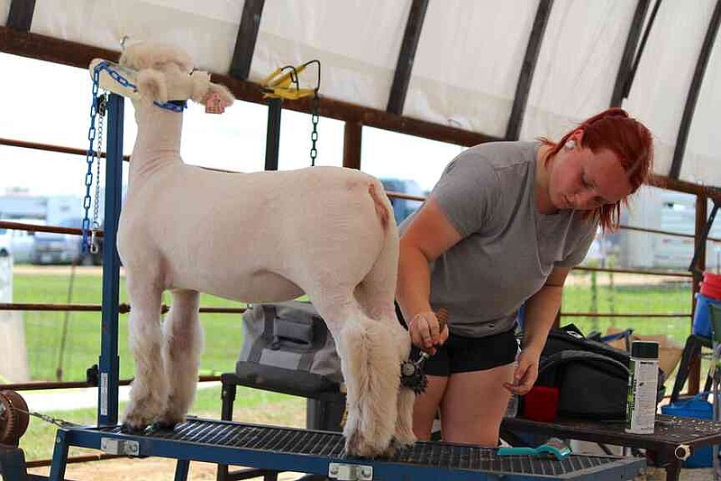 Sheep, hogs kick off youth livestock shows at Cole County Fair ...