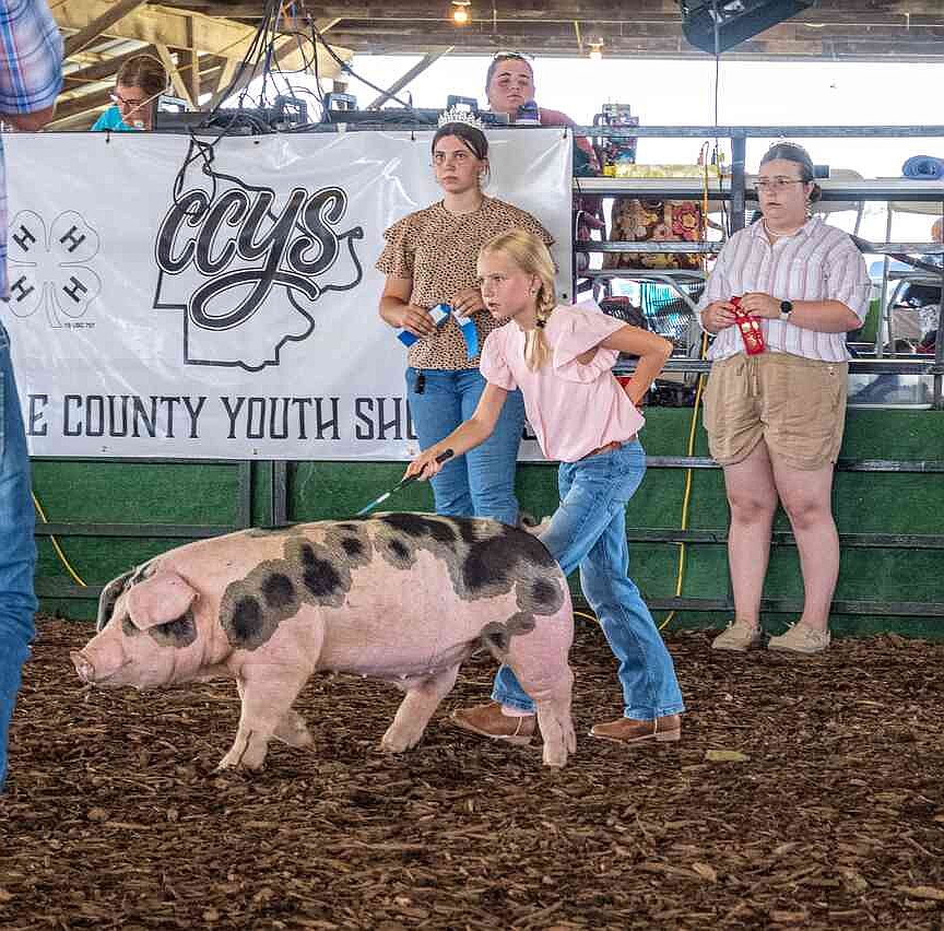 Youth show pigs, cattle at Cole County Fair | Jefferson City News Tribune