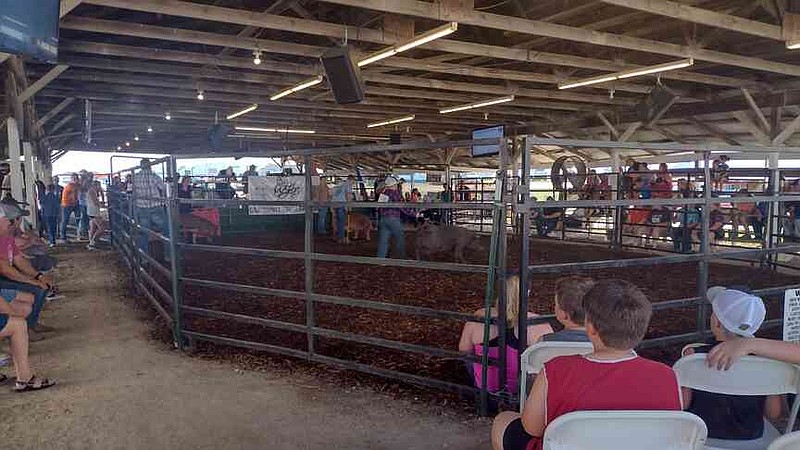 Youth show pigs, cattle at Cole County Fair | Jefferson City News Tribune