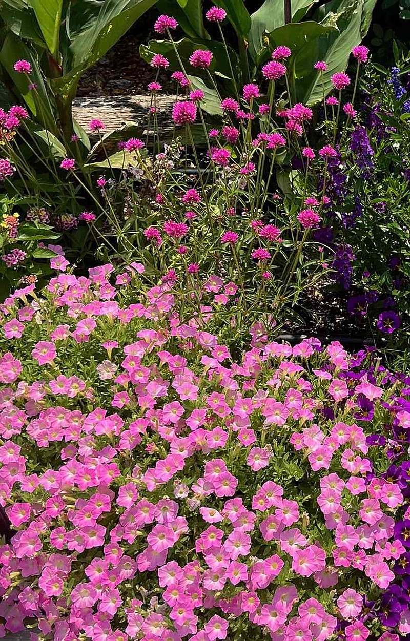 Pink Cloud will make its debut in 2026 | Jefferson City News Tribune