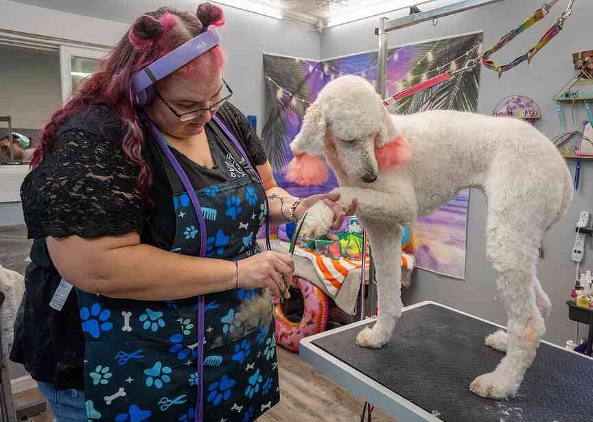 Jefferson City groomer provides tips for reducing shedding | Jefferson ...