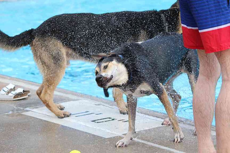 Jefferson City pool welcomes dogs to take a dip | Jefferson City News ...