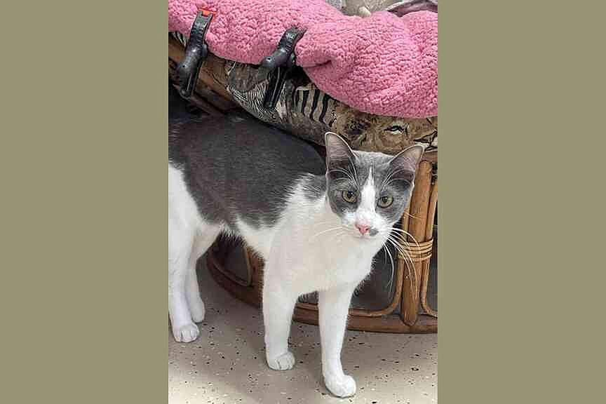 PET OF THE WEEK | Greyson | Texarkana Gazette