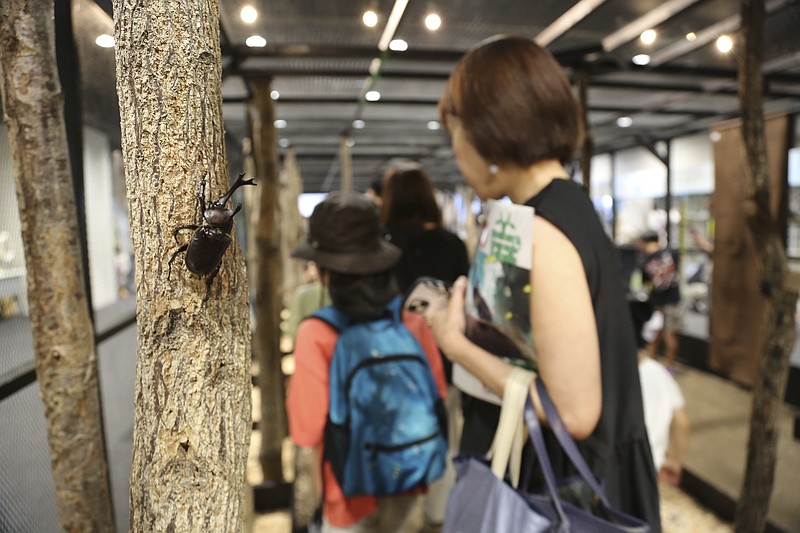 Bugs are popular pets in nature-loving Japan, buzzing with lessons ...