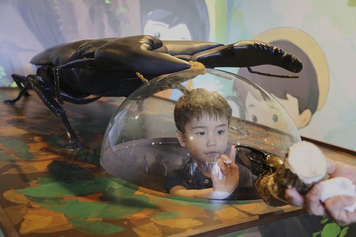 Bugs are popular pets in nature-loving Japan, buzzing with lessons ...