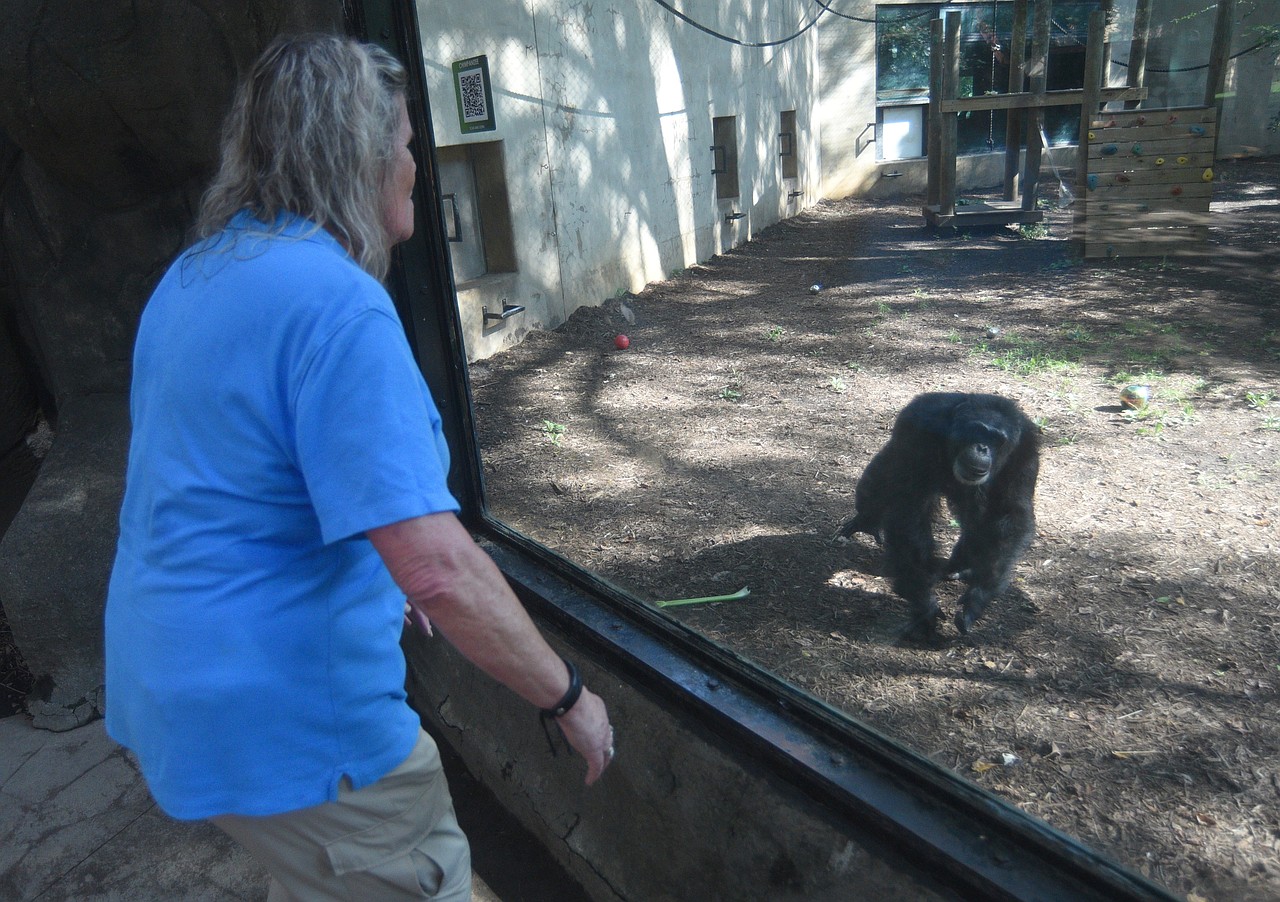 Q&A: Chattanooga Zoo’s CEO celebrates 40 years with organization ...
