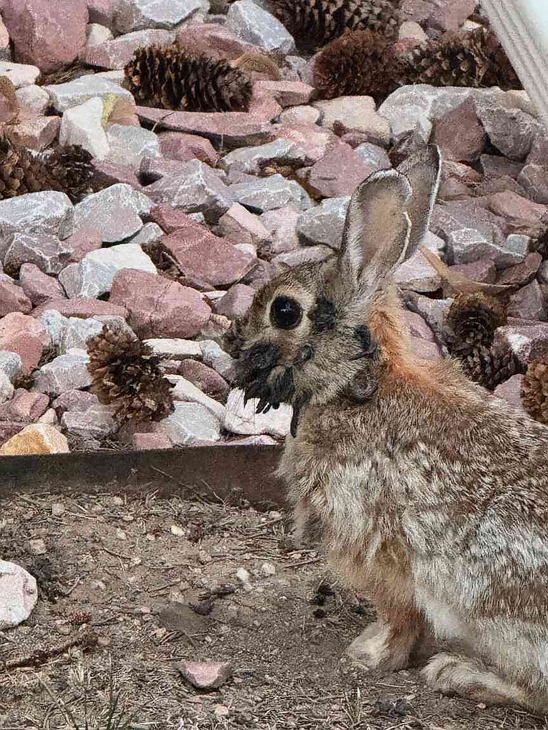 Rabbits with ‘horns’ in Colorado are being called ‘Frankenstein bunnies ...
