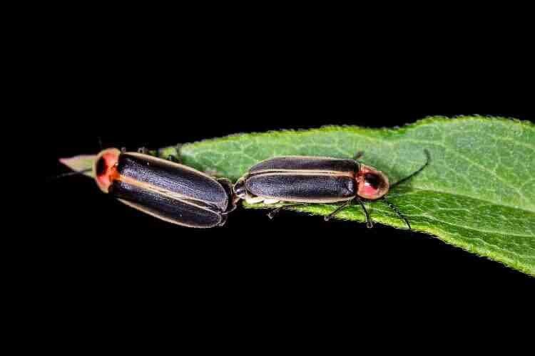 Fireflies were abundant this summer but that may not always be true ...