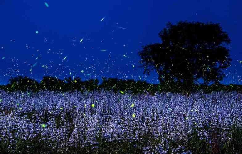 Fireflies were abundant this summer but that may not always be true ...