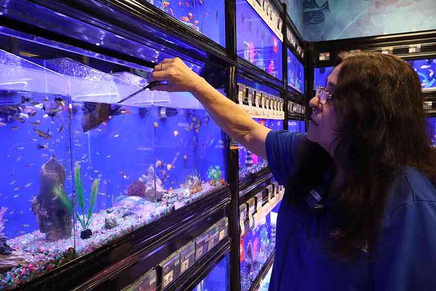Fish caretaker offers tips on how to make a splash with your new ...