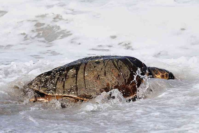 Loggerhead turtle named June Cleaver gets released into ocean after ...