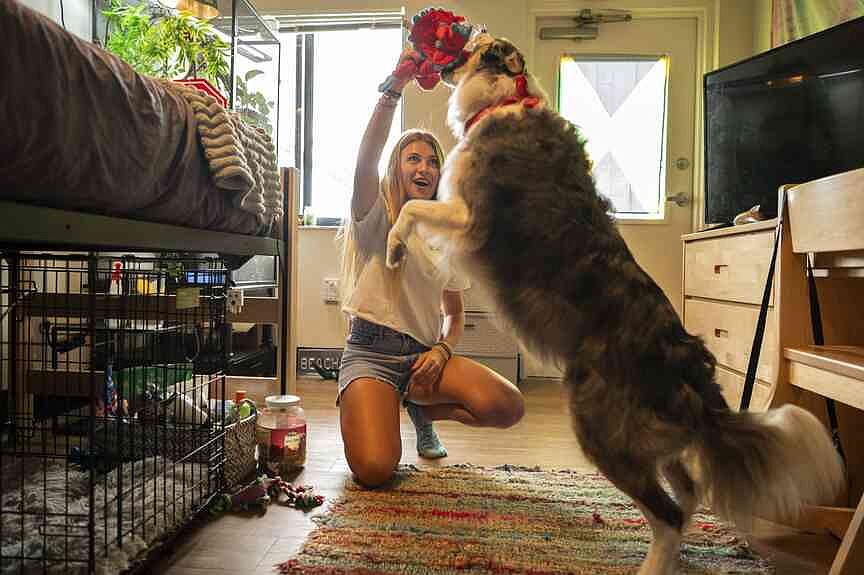 These colleges are welcoming pets in dorms to reduce students’ stress ...