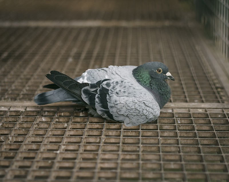 The pigeon heist: How racing birds became the target of organized crime ...