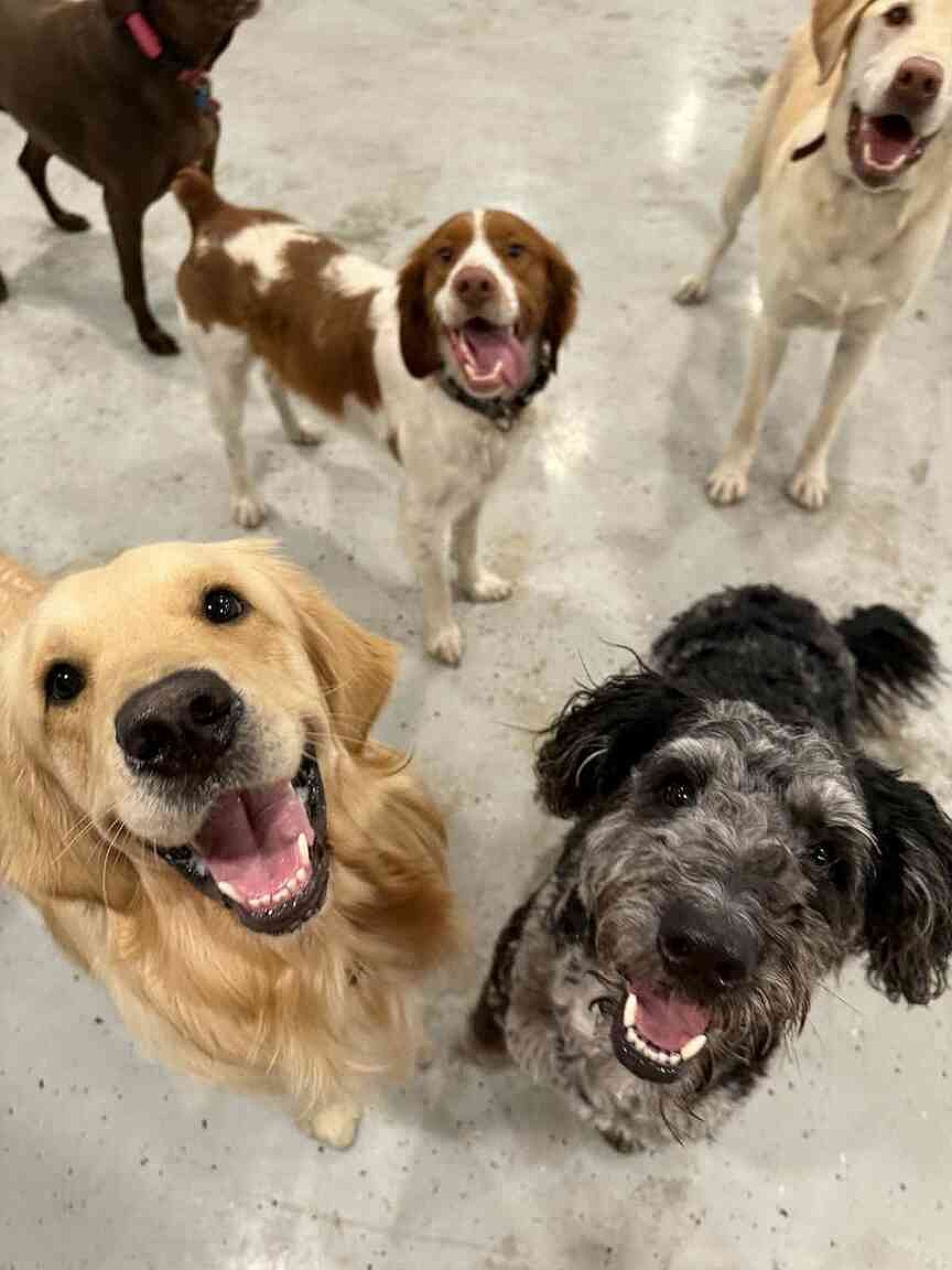 Don’t want to leave your pet alone; there’s help for that | Jefferson ...