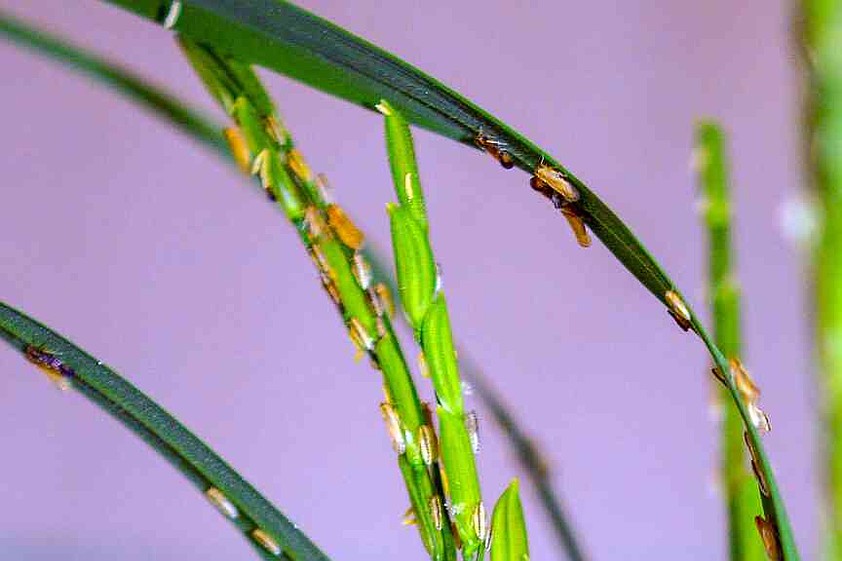Miller County, Arkansas, rice farms struggle with invasive insect that ...