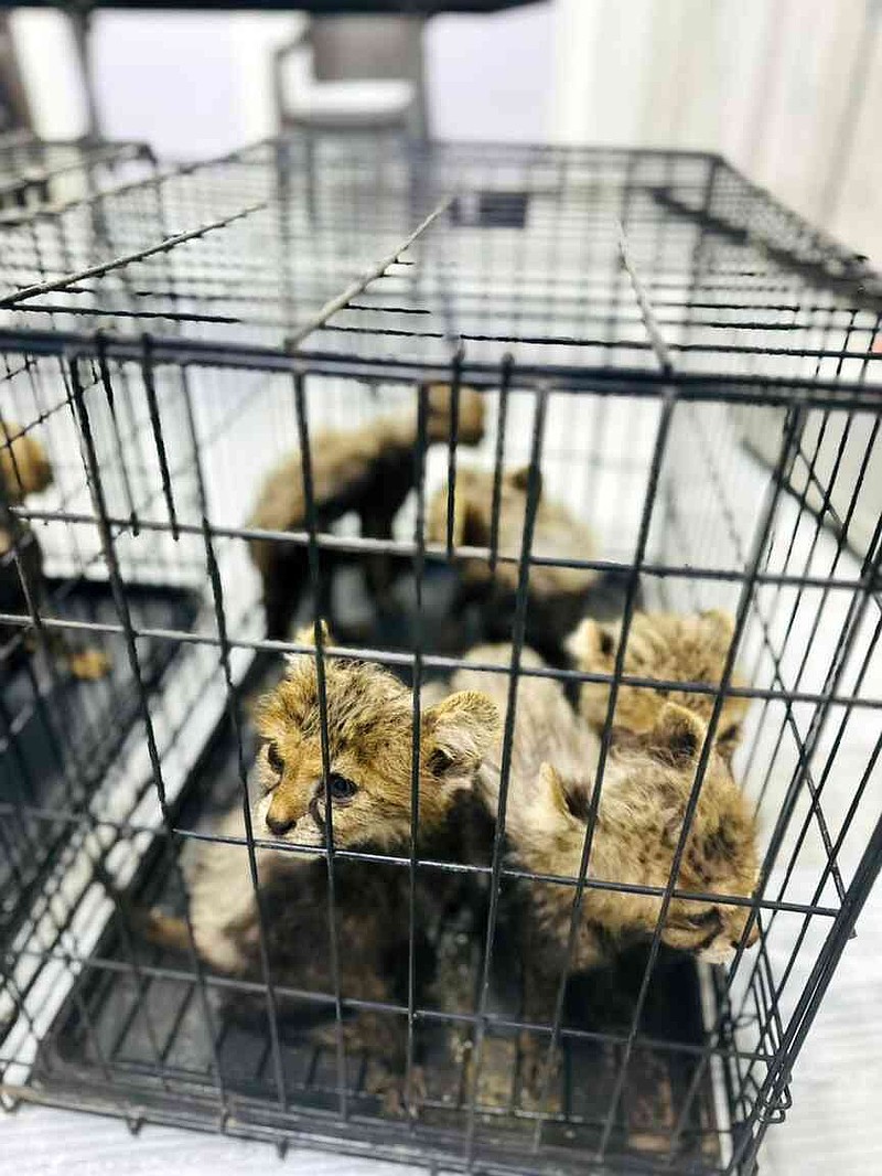 Cheetah cubs destined for illegal trade in exotic pets rescued in ...