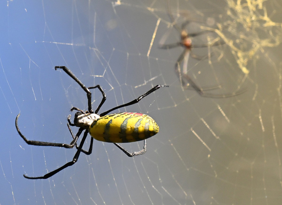 Joro spider patrol: National Park Service seeks help tracking species ...
